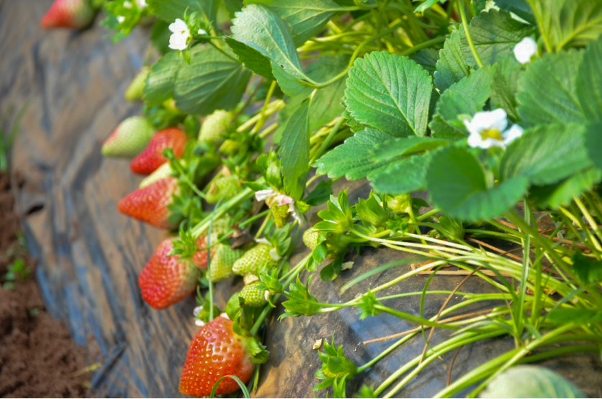 About Us - Alikhwa-Coop