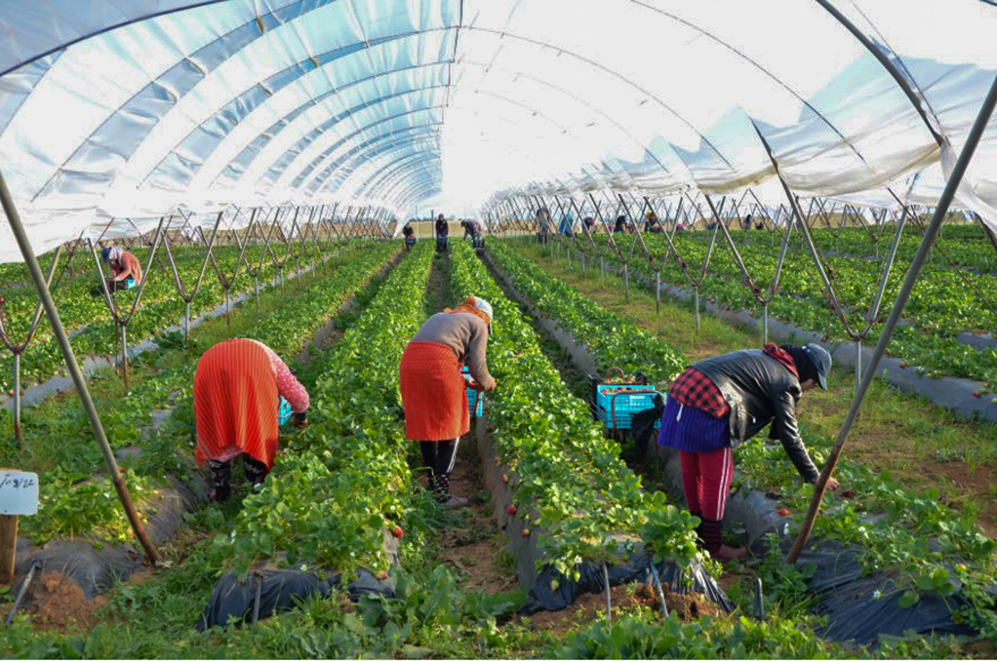 About Us - Alikhwa-Coop