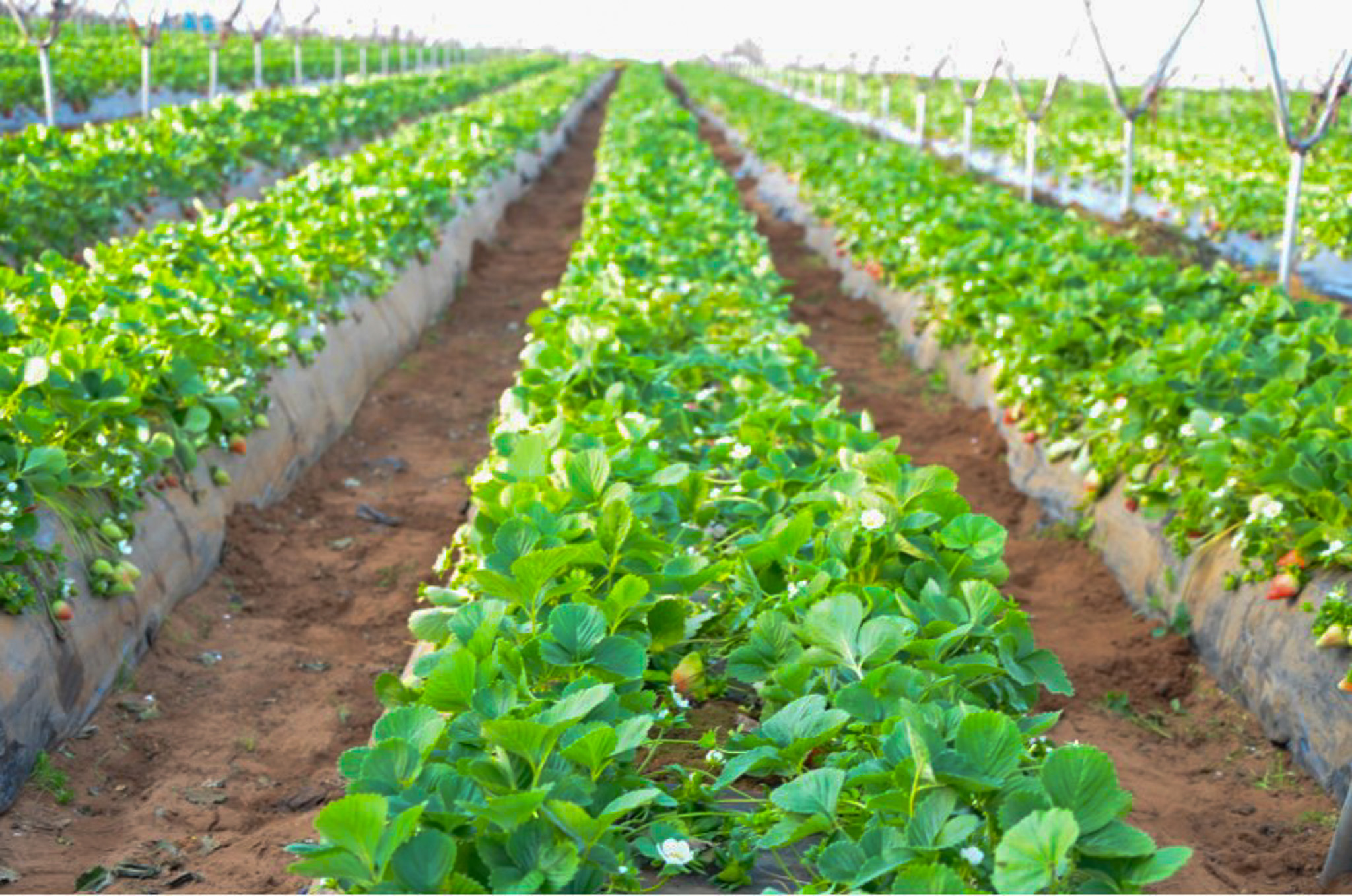 About Us - Alikhwa-Coop