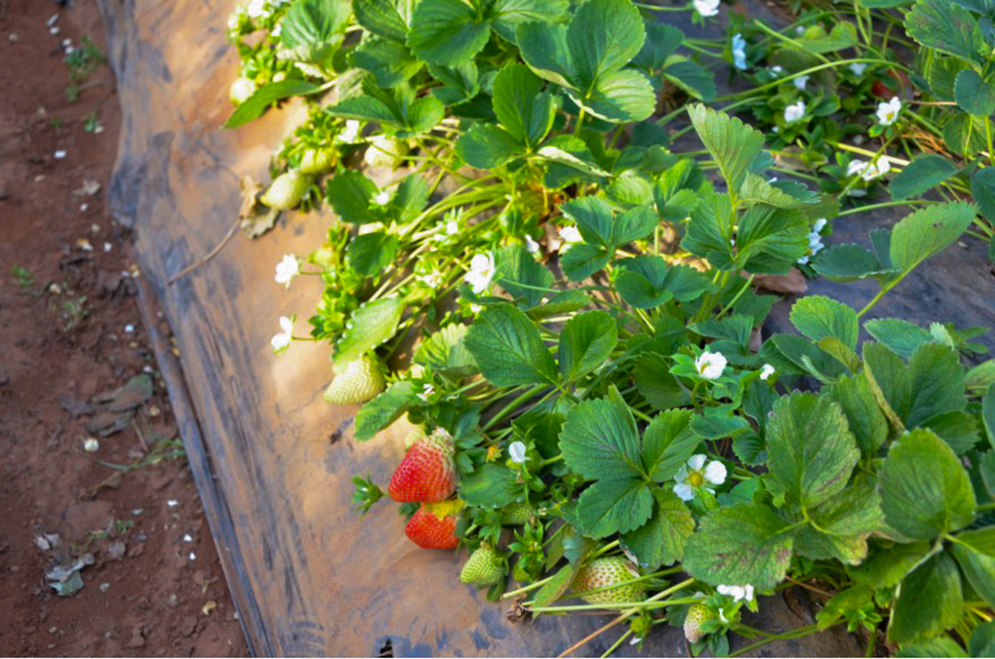 About Us - Alikhwa-Coop